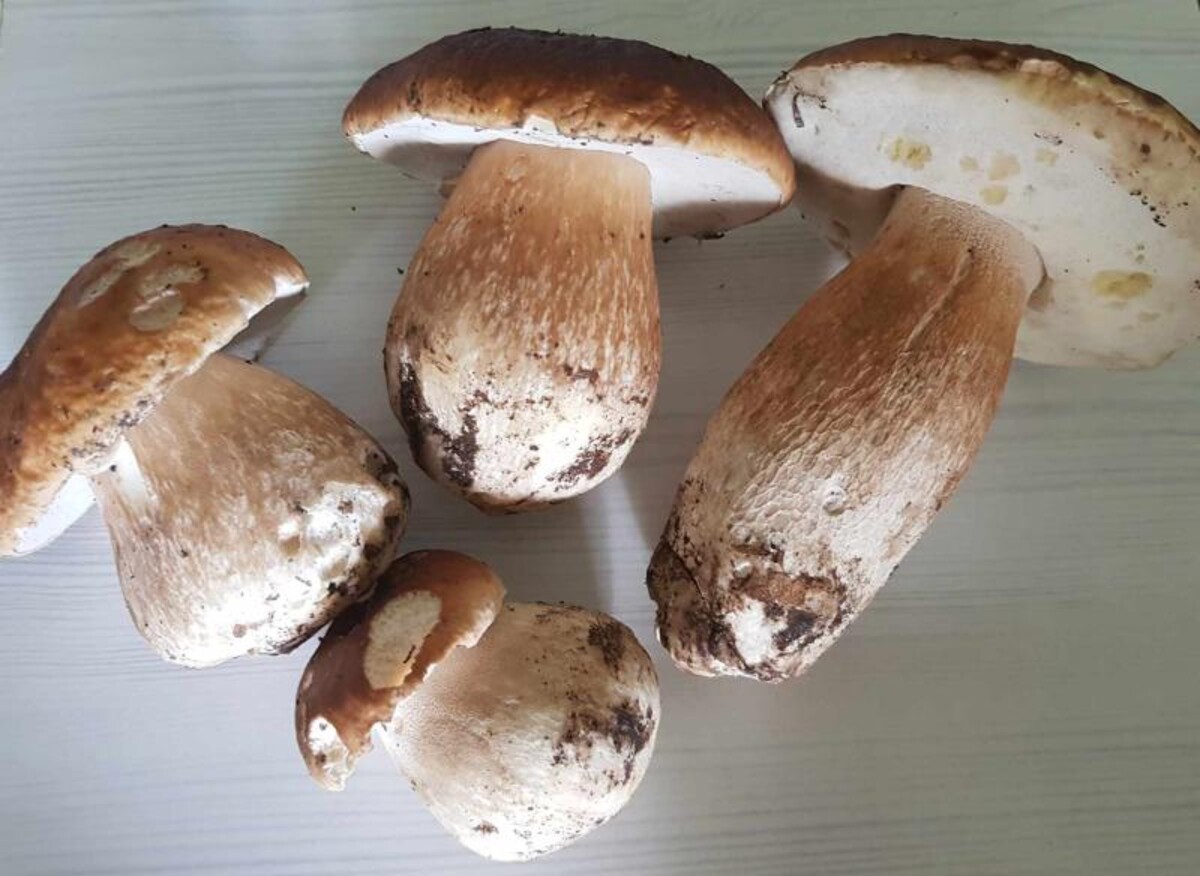 Kto tylko może, pędzi do lasu. Takiego wysypu grzybów już dawno nie ... Kto tylko może, pędzi do lasu. Takiego wysypu grzybów już dawno nie ...
